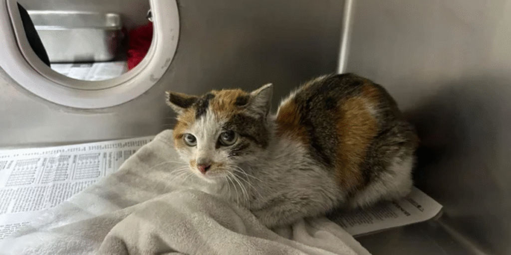 Minnesota Miracle: Stowaway Cat Survives 3-Week Journey From China in ...