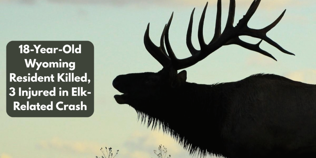 18-Year-Old Wyoming Resident Killed, 3 Injured in Elk-Related Crash ...