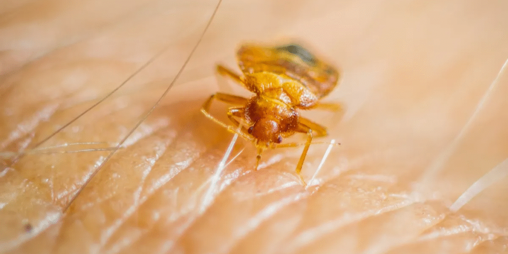 Chicago Retains Title as America's Most Bed Bug-Infested City for ...