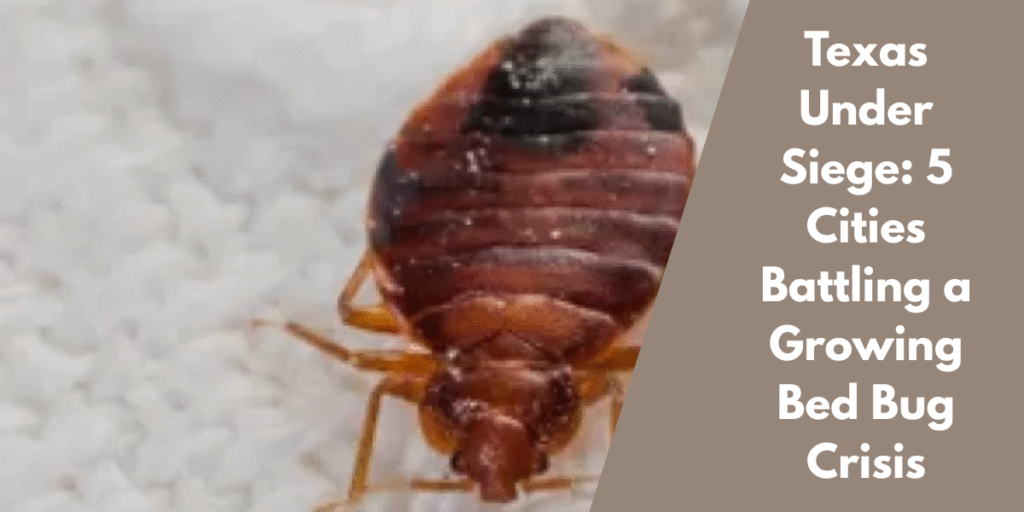 Texas Under Siege: 5 Cities Battling a Growing Bed Bug Crisis - IBWHS Mag